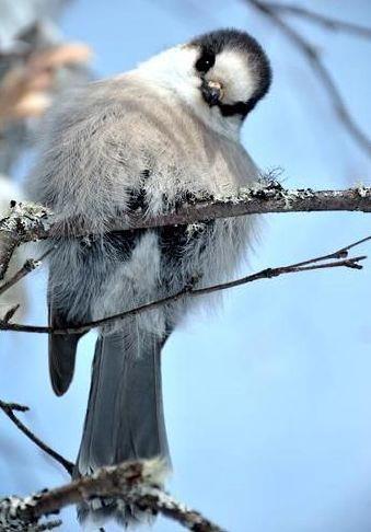 gray jay looking bird