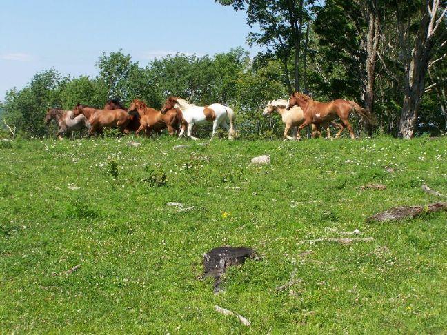 Castleton ranch is home to broncos, cowboys, and rodeos | Sun Community ...