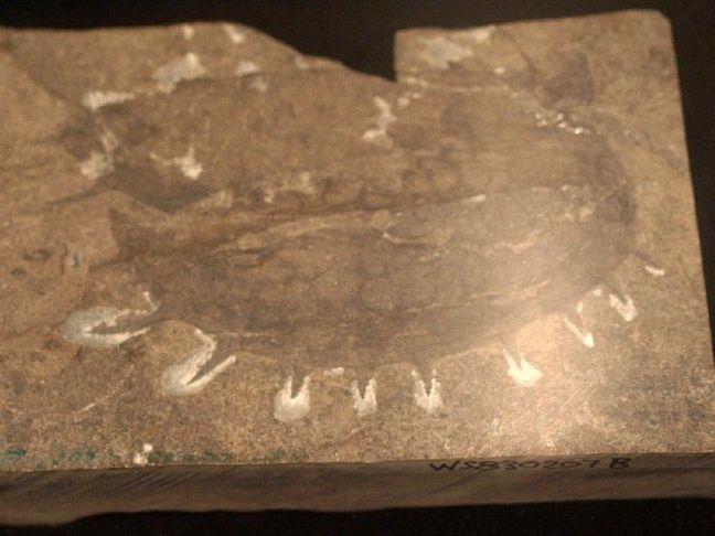Vt. fossils hold clues to Earth's earliest life | Sun Community News ...