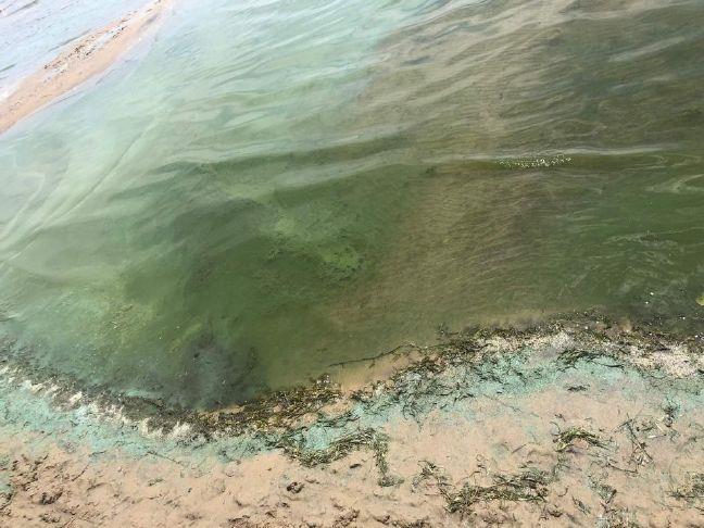 Point au Roche beach closed for harmful algae | Sun Community News ...