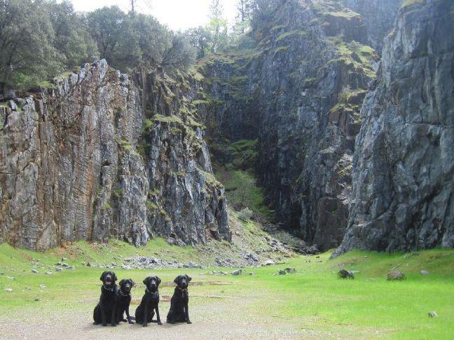 The Quarry Dog Days of summer are here | Sun Community News The Slate ...