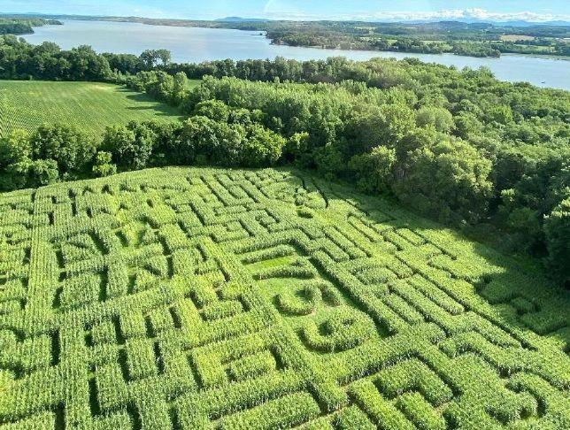 Fort's corn maze opens for season | Sun Community News TICONDEROGA ...