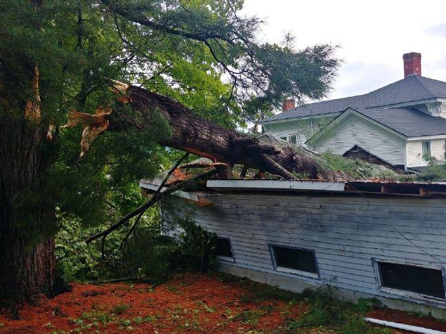 Winds cut power, rip old trees from streets of Westport | Sun Community ...