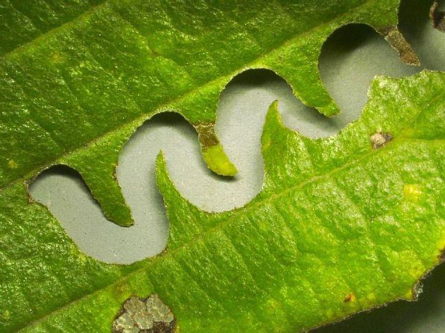 Insect pest detected in New York State | Sun Community News CANTON ...