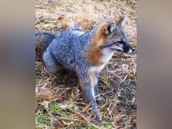 Second fox tests positive for rabies in Ticonderoga | Sun Community ...