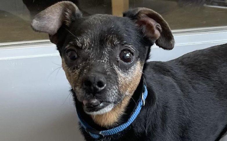 Pets: Bean | Sun Community News Bean or Jumping Bean as we call her ...