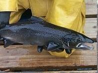 DEC launches pilot River Creel Survey | Sun Community News PLATTSBURGH ...