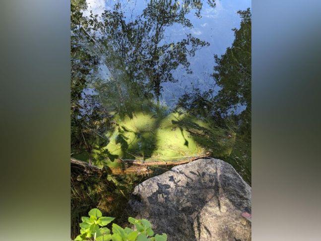 Three HAB sites found in Lake George | Sun Community News LAKE GEORGE ...