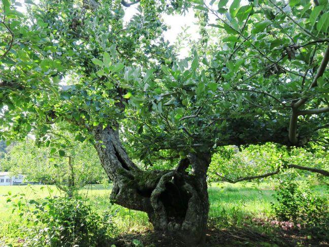 Celebrating 100 years at Banker Orchards | Sun Community News ...