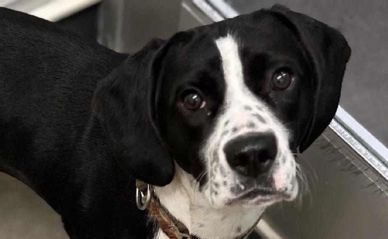 Pets: Champ | Sun Community News Champ is a 1 year-old Beagle who ...