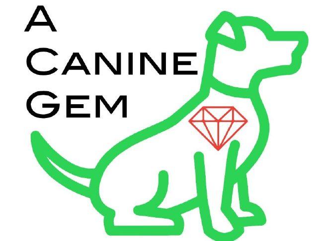 One dog euthanized as A Canine Gem investigation continues | Sun ...