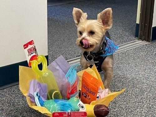 Town of Plattsburgh Top Dog contest returns | Sun Community News ...