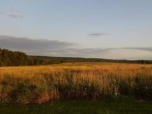 DEC adds nearly 8,000 acres to Wildlife Management Areas | Sun ...