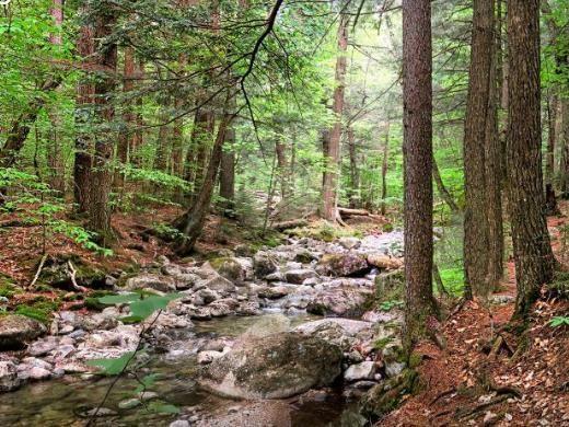 DEC committed to visitor safety, wilderness protection of State Forest ...