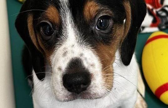 Pets: Beagle Babies | Sun Community News Our sweet Autumn gave birth to ...