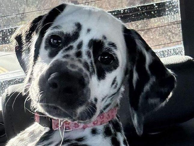 Photo Story: Smokey 7 carries on firehouse tradition | Sun Community News SARANAC LAKE | After a ...