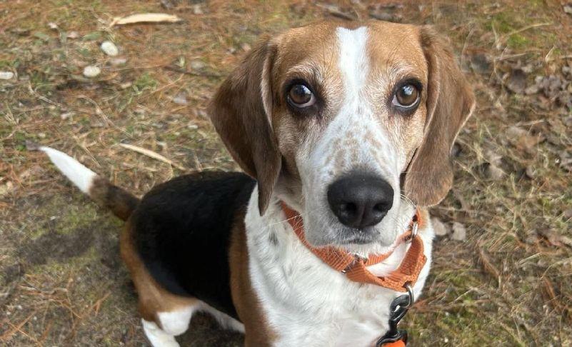 Pets: Tucker | Sun Community News Tucker is a 5 year-old beagle who was ...