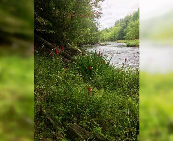 N.Y. launches new 'Tree Tracker' for 25 million trees initiative | Sun ...