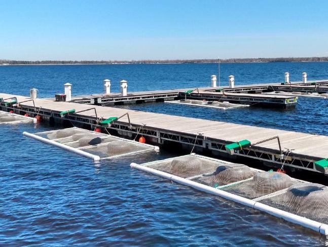 Final year of net pen-rearing projects for Lake Champlain salmon | Sun ...