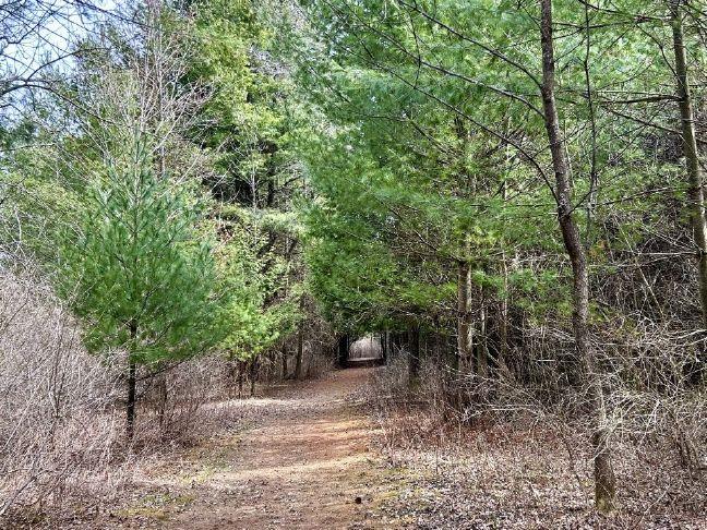 Healing with nature: Living life beyond cancer | Sun Community News ...