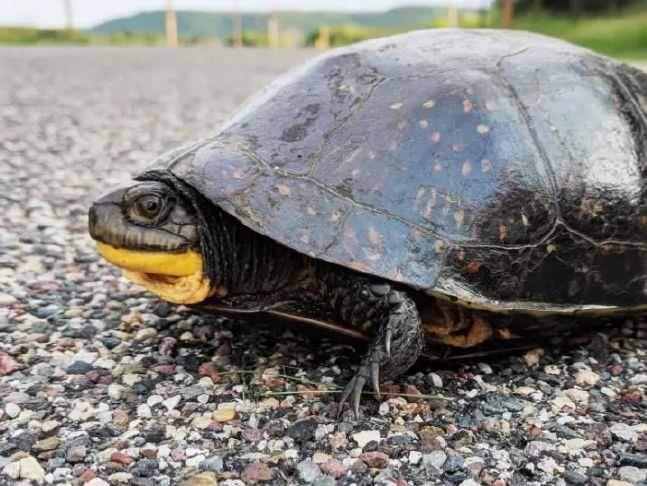 DEC issues "Give Turtles a Brake" reminder on World Turtle Day | Sun ...