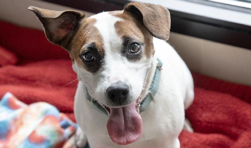 Pets: Roo | Sun Community News Roo is a cute little Jack Russell ...
