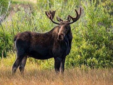 Goodman Mtn. trail remains closed due to moose concerns | Sun Community ...