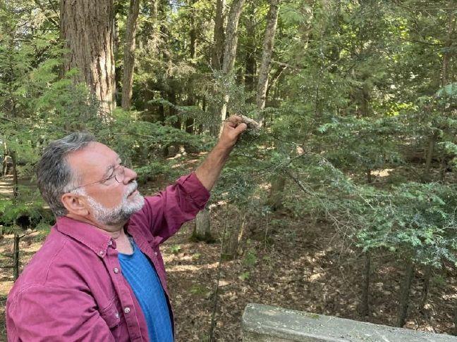 Hemlock woolly adelgid confirmed in Essex Co. | Sun Community News PORT ...