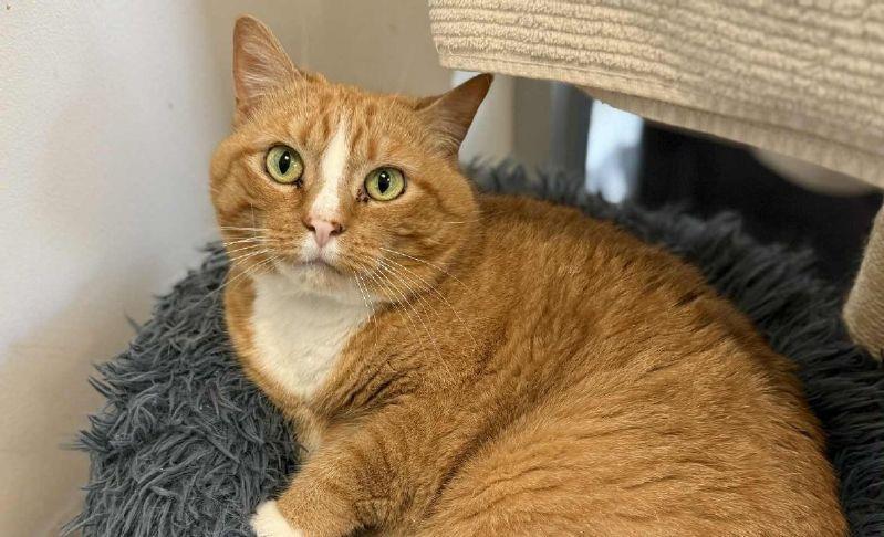 Pets: Chloe | Sun Community News This sweet gal was brought to us a few ...